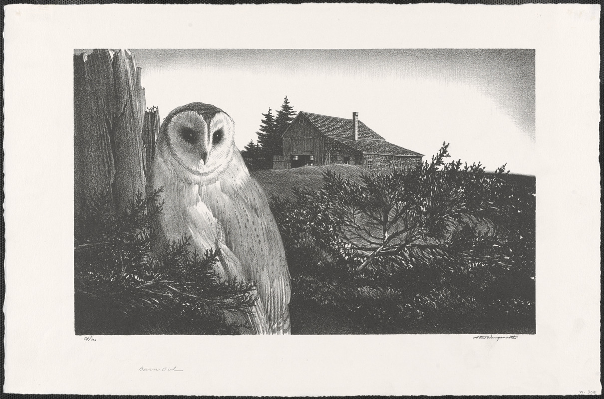 Barn owl - Digital Commonwealth