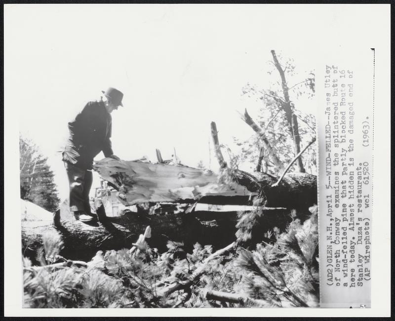 Glen, N.H. - Wind-Felled - James Utley of North Conway examines the ...