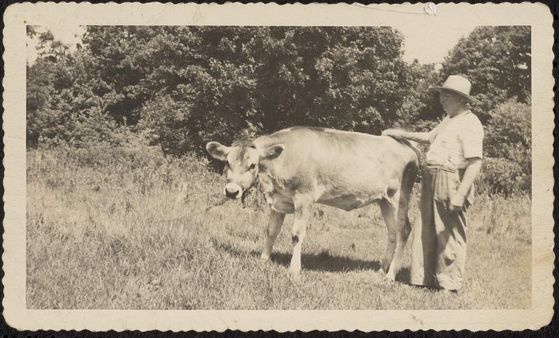 George Hanscom, shown standing with a cow - Digital Commonwealth