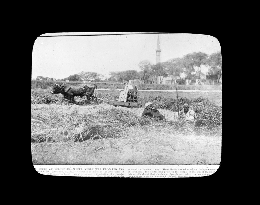 Threshing scene in Heliopolis - Digital Commonwealth