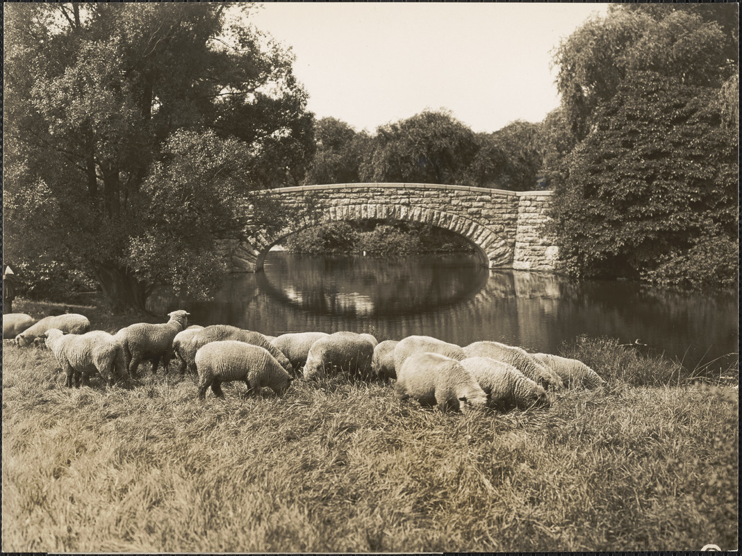 Franklin Park bridge with sheep in foreground - Digital Commonwealth