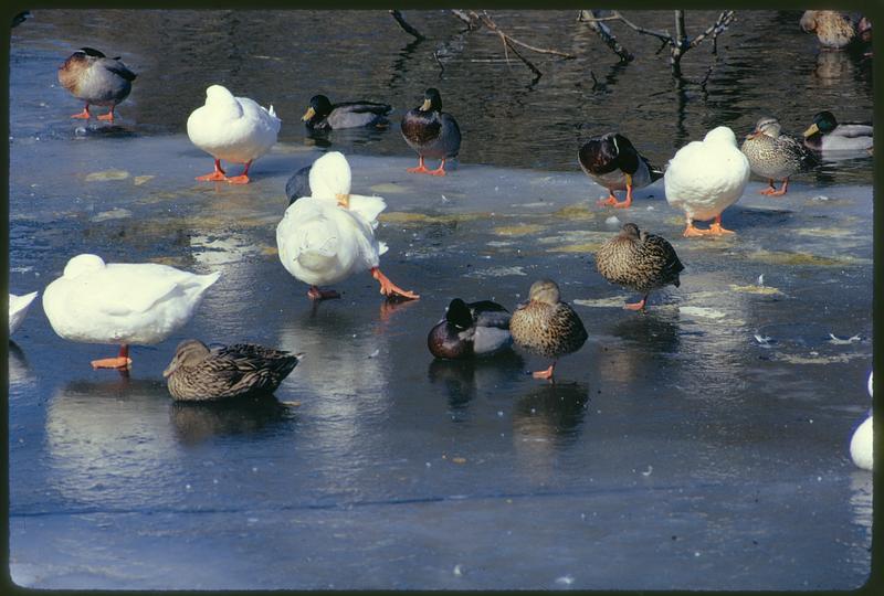 Sandwich, Mass. Birds winter in pollution-free millpond in Sandwich ...