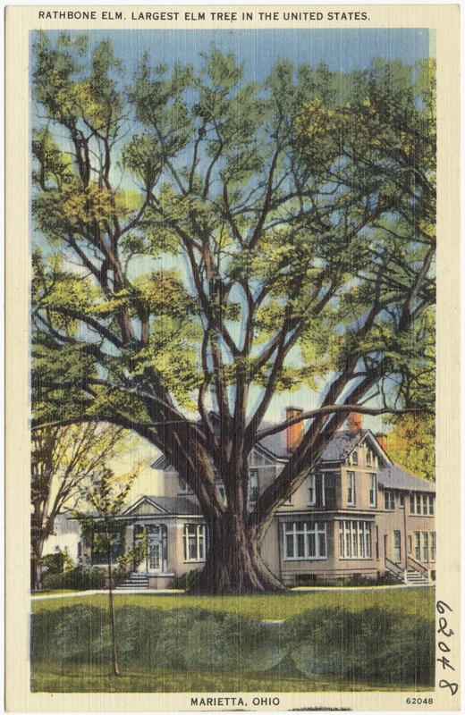 Rathbone Elm, largest Elm tree in the United States, Marietta, Ohio ...