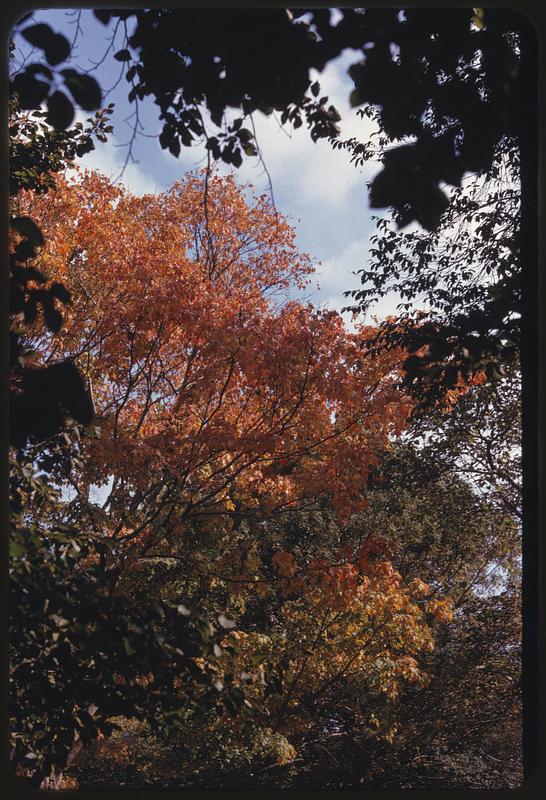 Fall foliage - Digital Commonwealth