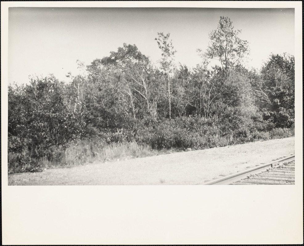 Typical of swamps from RR right of way - Digital Commonwealth