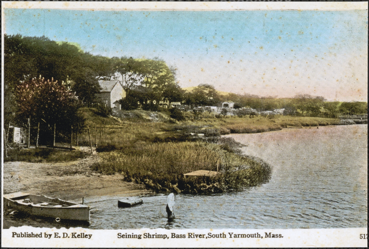 Seining shrimp, Bass River, South Yarmouth, Mass. - Digital Commonwealth