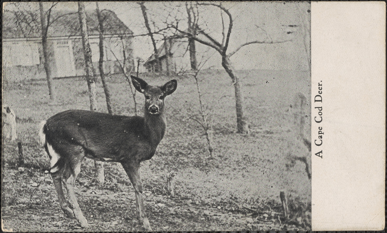 Cape Cod deer - Digital Commonwealth