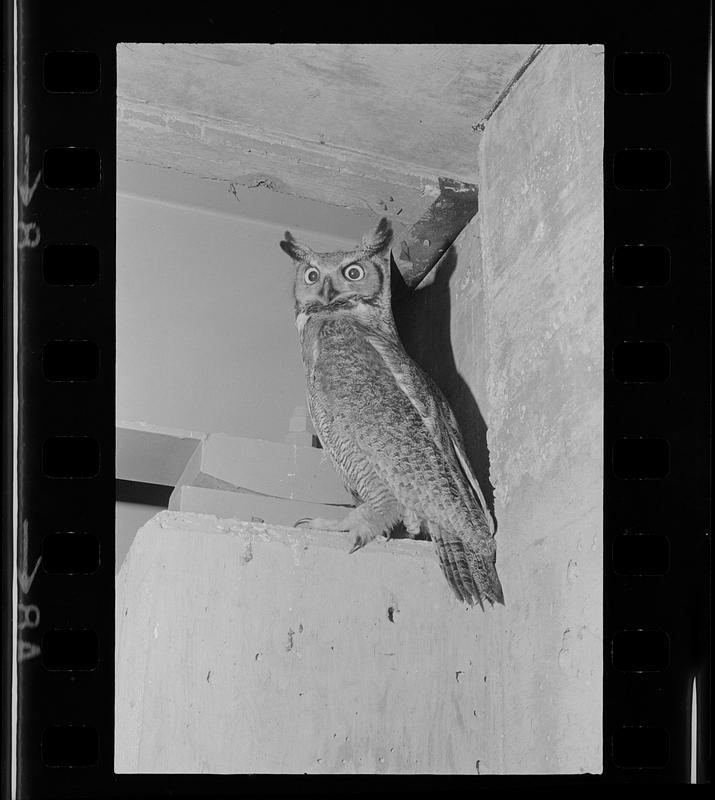Owl at Plum Island bridge - Digital Commonwealth
