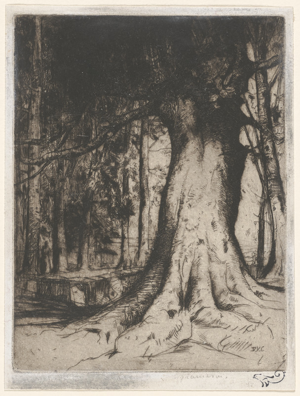 The sycamore - Digital Commonwealth