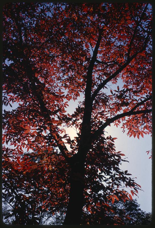 Tree with red leaves - Digital Commonwealth