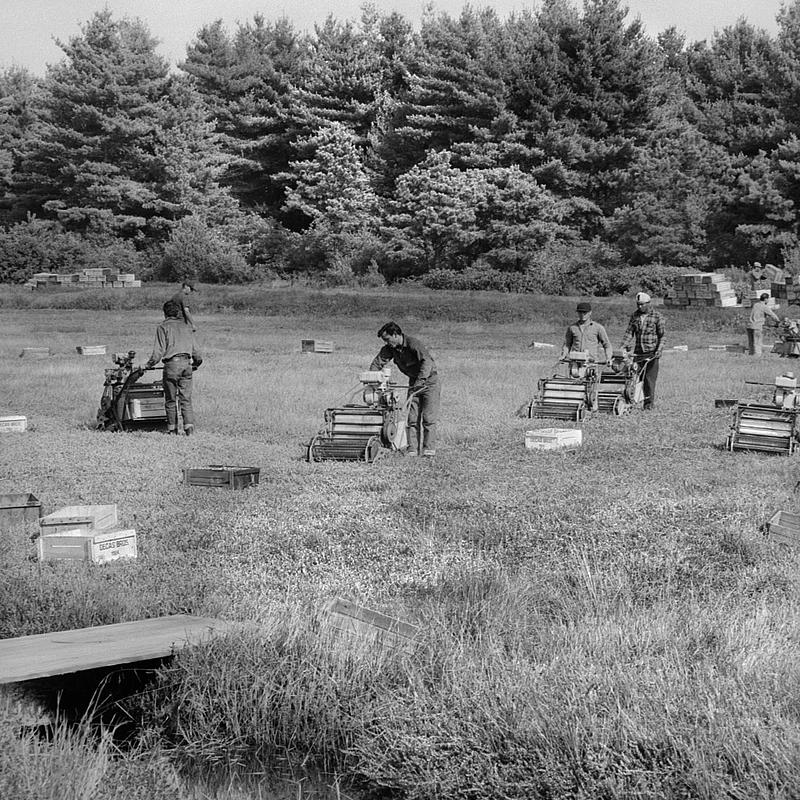 Decas Cranberry Bog dry harvesting - Digital Commonwealth