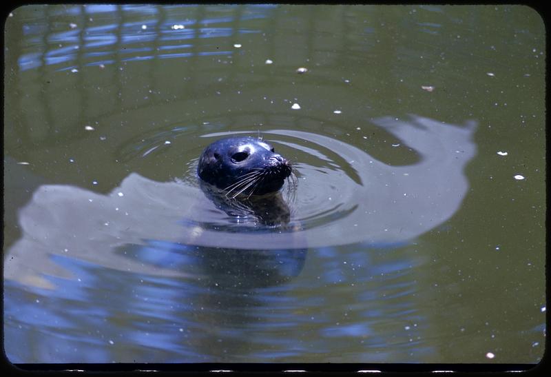 Seal in a zoo - Digital Commonwealth