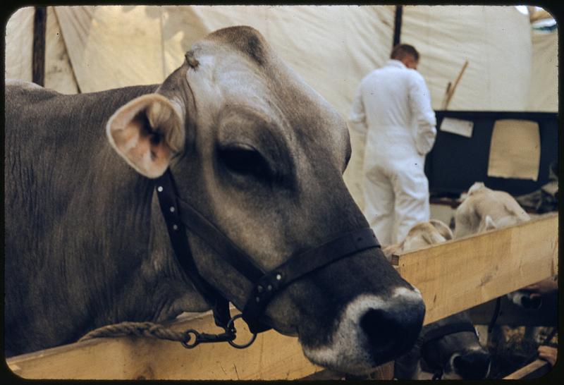 Cow dairy week, Boston Common - Digital Commonwealth
