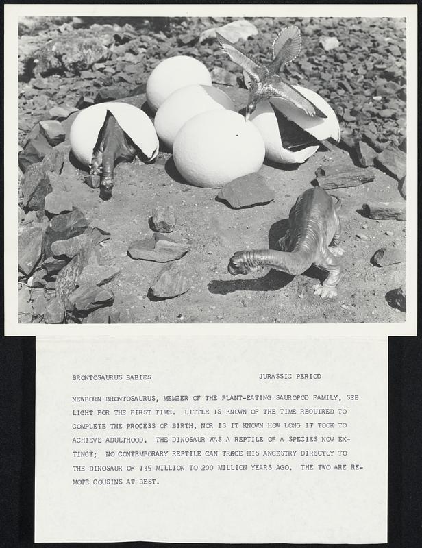 Brontosaurus Babies Jurassic Period Newborn brontosaurus, member of the ...