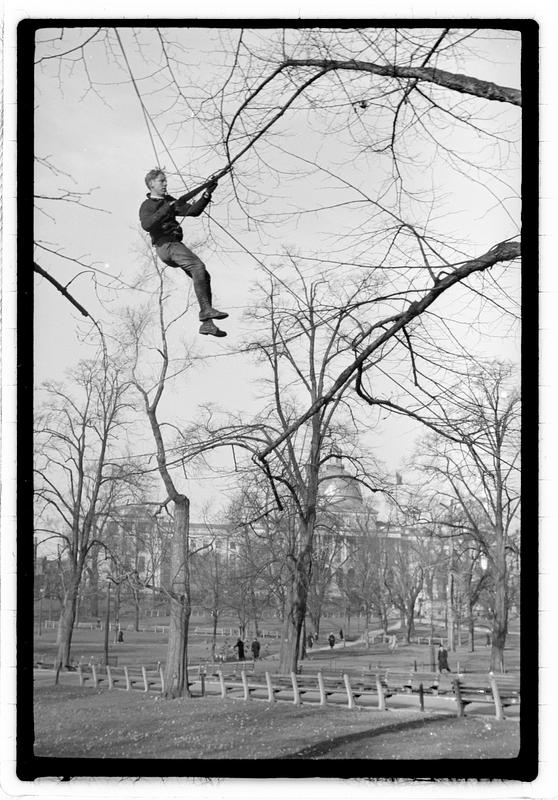 Tree maintenance, Boston Common - Digital Commonwealth