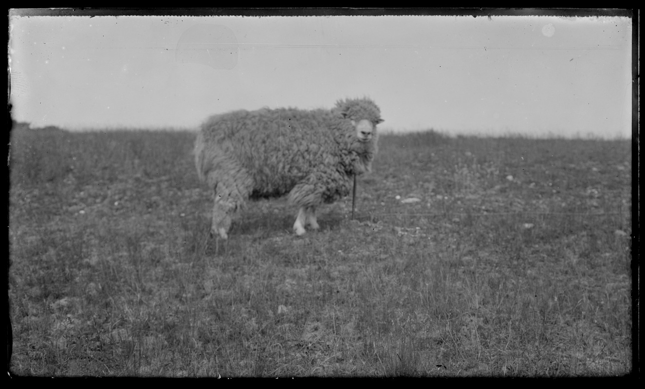 Sheep - Digital Commonwealth