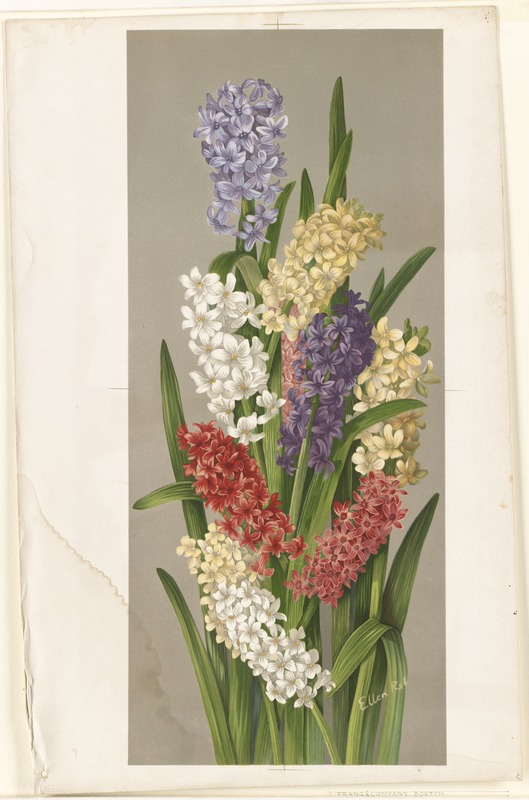 Hyacinths - Digital Commonwealth