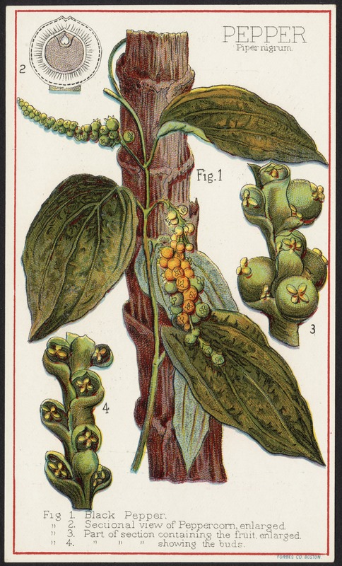 Pepper, Piper nigrum - Digital Commonwealth