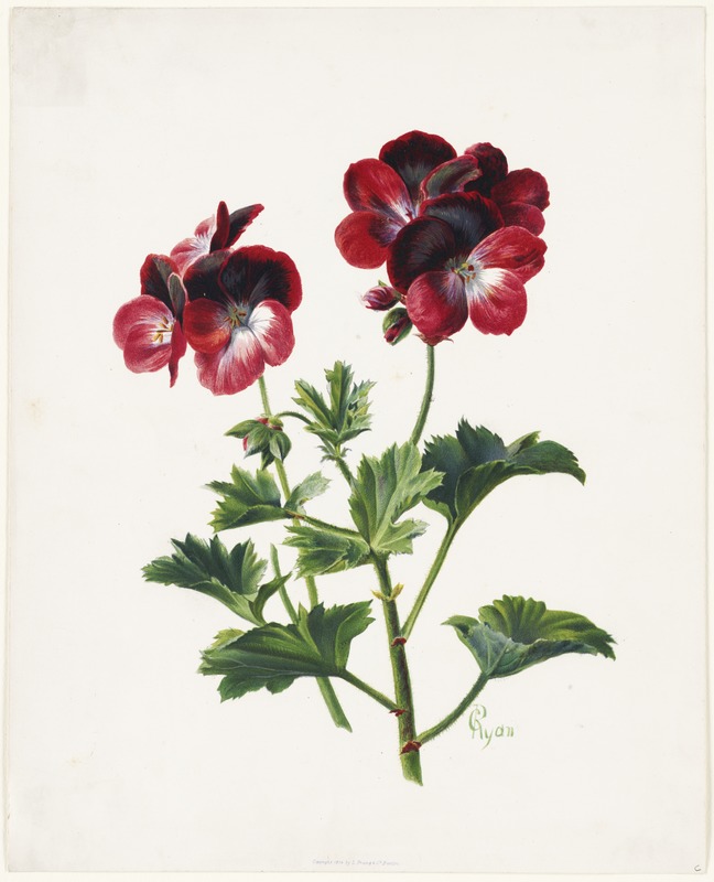 Geraniums - Digital Commonwealth