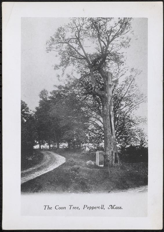 The Old Coon Tree - Digital Commonwealth