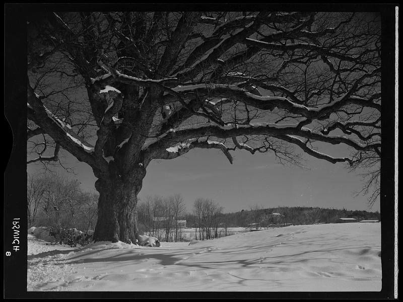 Tree, Ipswich - Digital Commonwealth