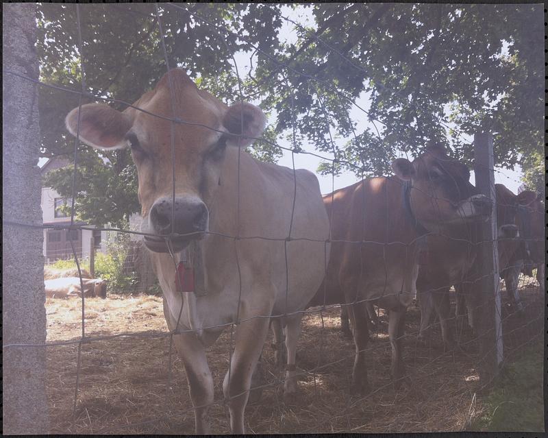 Jerseys on High Lawn Farm - Digital Commonwealth