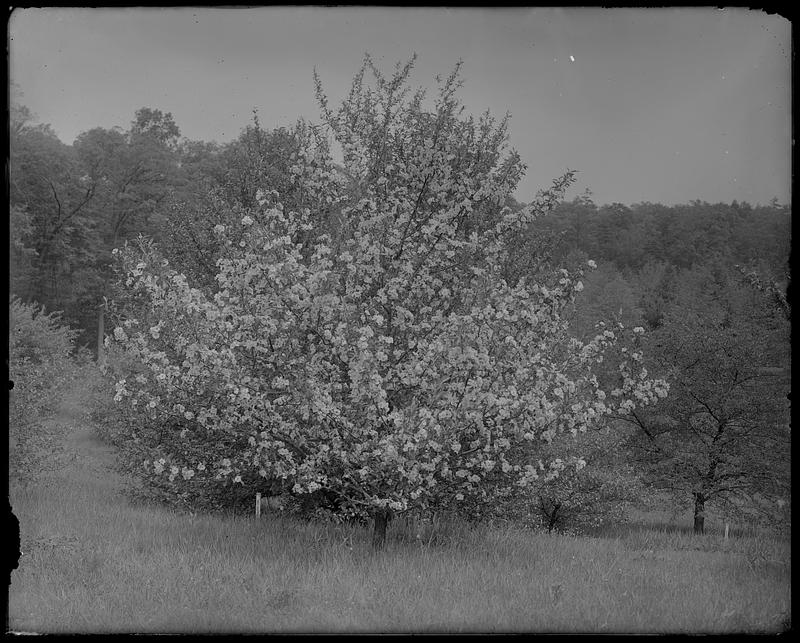 Malus prunifolia rinki - Digital Commonwealth