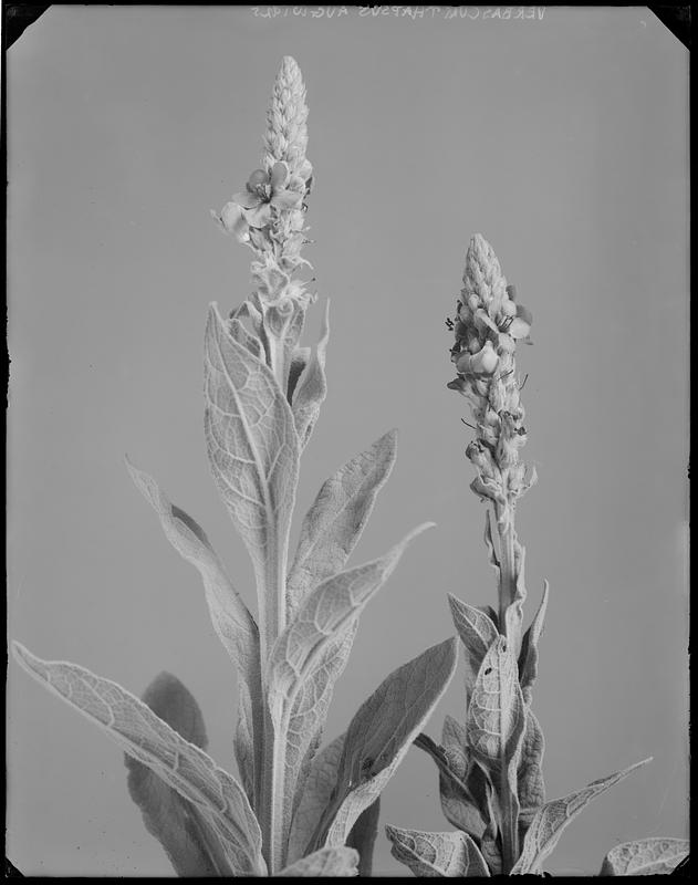Verbascum thapsus - Digital Commonwealth