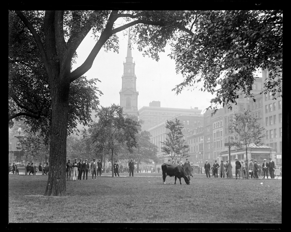 Grazing on the Boston Common - Digital Commonwealth