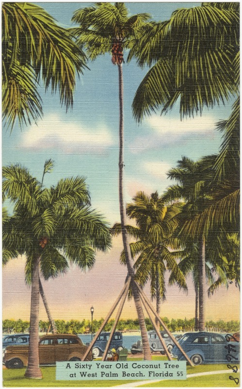 A sixty year old coconut tree at West Palm Beach, Florida - Digital ...