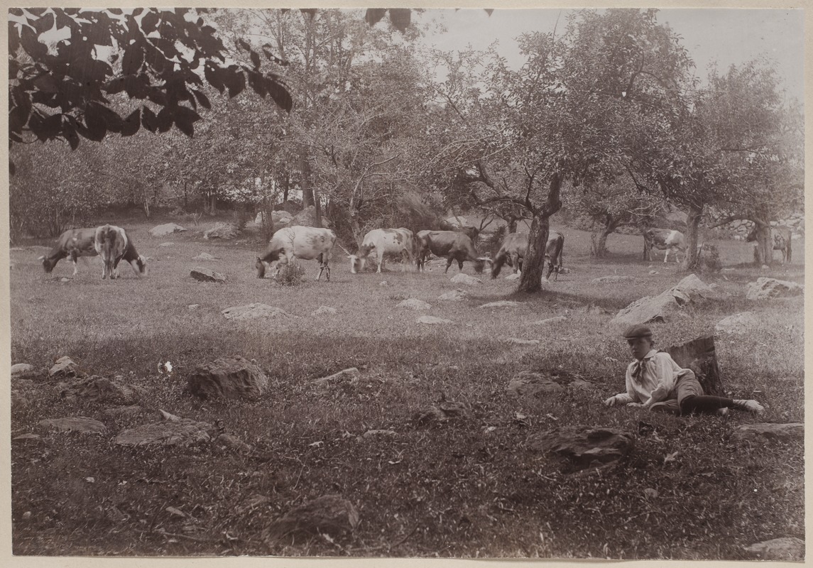 Photograph Album of the Newell Family of Newton, Massachusetts - Cows ...