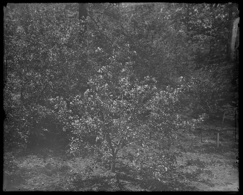 Malus coronaria (Pyrus coronaria) - Digital Commonwealth