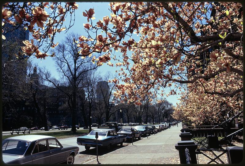Commonwealth Ave. between Arlington & Berkeley Streets. - Digital ...