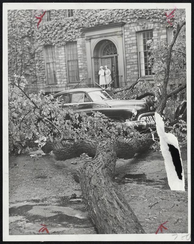 This car suffered only slight damage when the tree with it's "Y" shaped ...