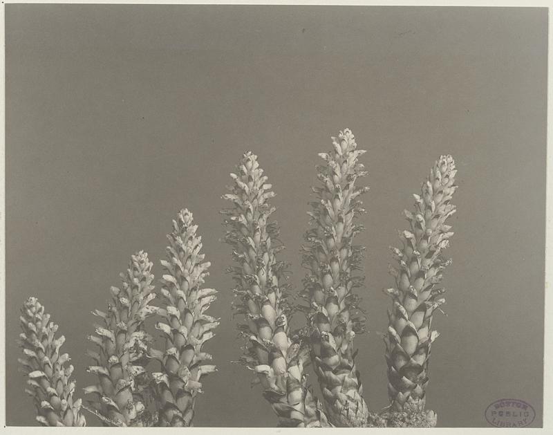 343. Conopholis americana, squaw-root, cancer-root - Digital Commonwealth