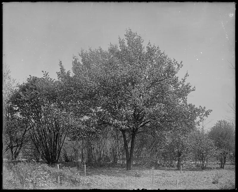 Crataegus arnoldiana - Digital Commonwealth