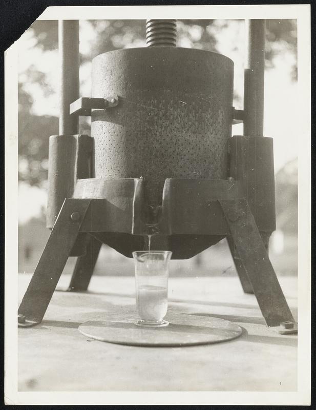 Oil for the Lives of Lepers. Chaulmoogra oil, principal medicine used ...