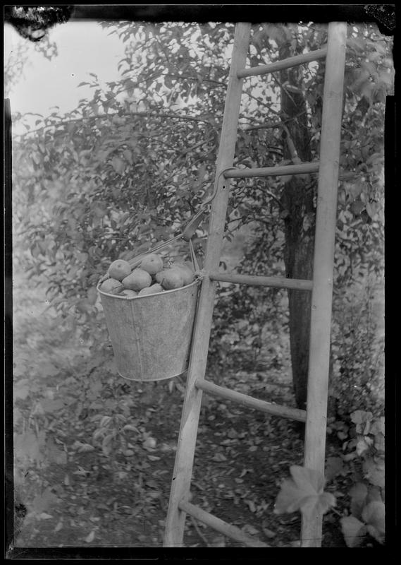 Pears, picking - Digital Commonwealth