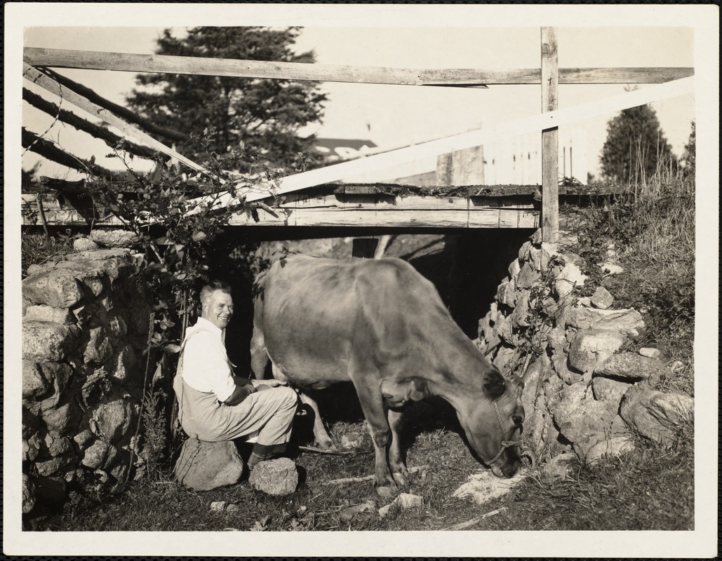 Hilding Hord (1885-1964) milking a Jersey cow under the Lawrence Bridge ...