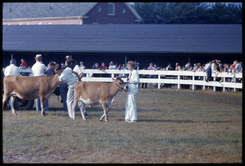 Cow 4H - Digital Commonwealth