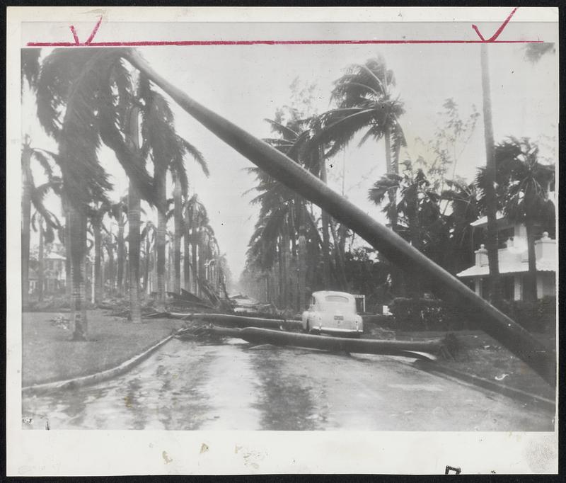 Hurricane's Wake-Palm trees blown down by the Florida hurricane's high ...