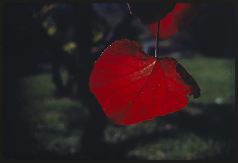 A red leaf - Digital Commonwealth