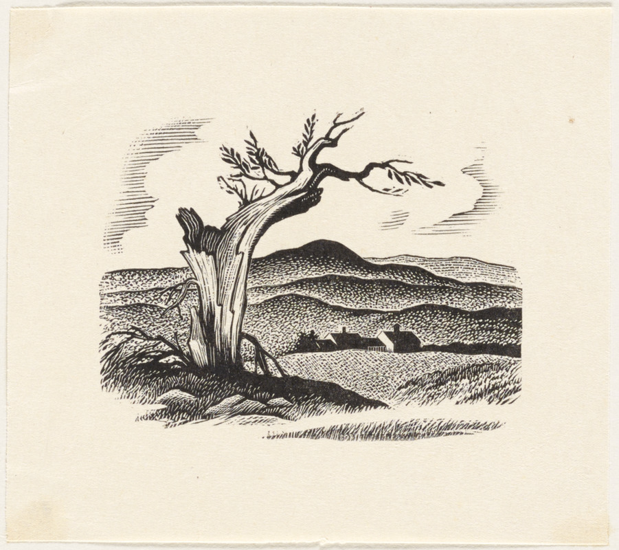 Old tree - Digital Commonwealth