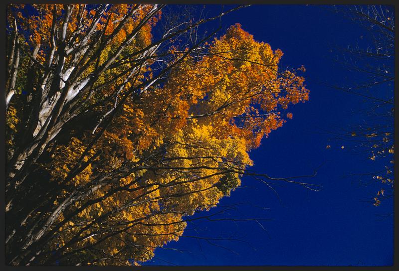 Fall foliage - Digital Commonwealth
