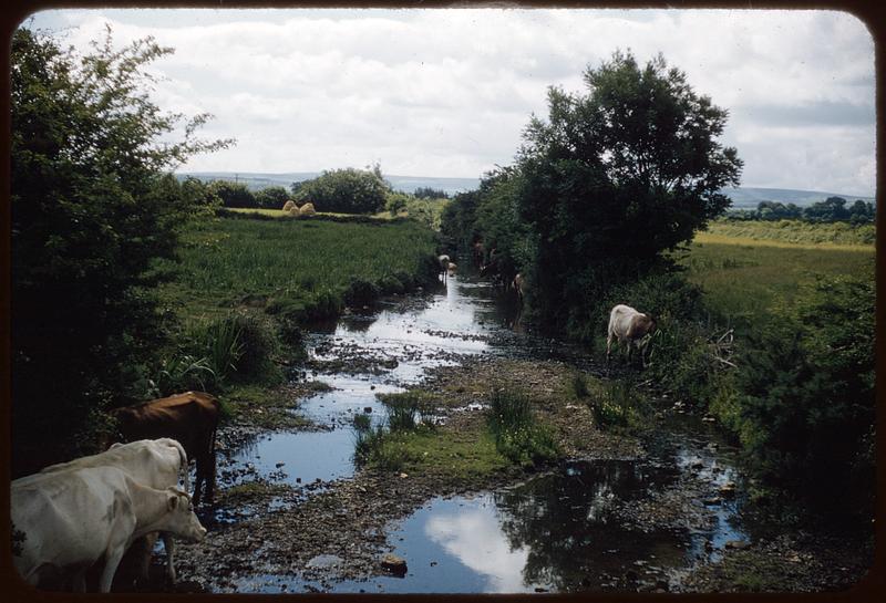 Brook with cows, Killarney, Ireland - Digital Commonwealth