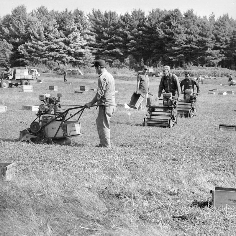 Decas Cranberry Bog dry harvesting - Digital Commonwealth