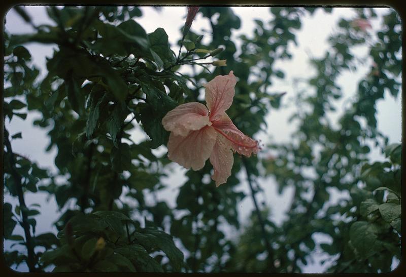 Pink flower - Digital Commonwealth
