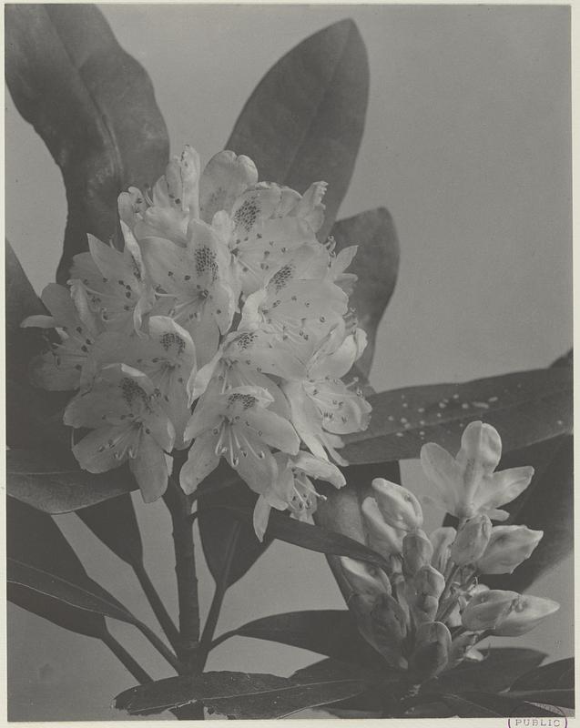 84. Rhododendron maximum, great laurel, rose bay - Digital Commonwealth