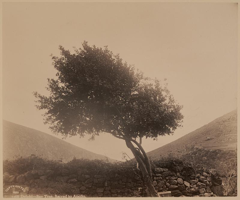 Delphi - bay tree, sacred to Apollo - Digital Commonwealth