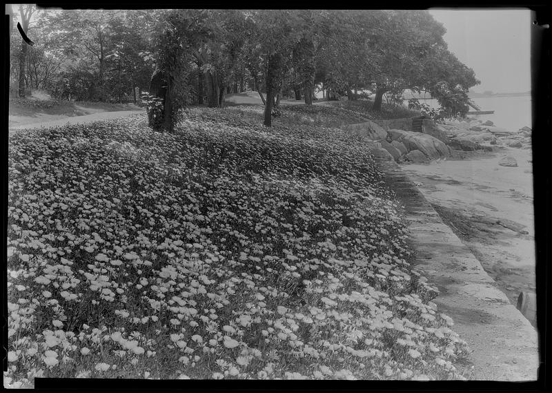 Large planting of Mesembryanthemum at A.C. Burrage's - Digital Commonwealth